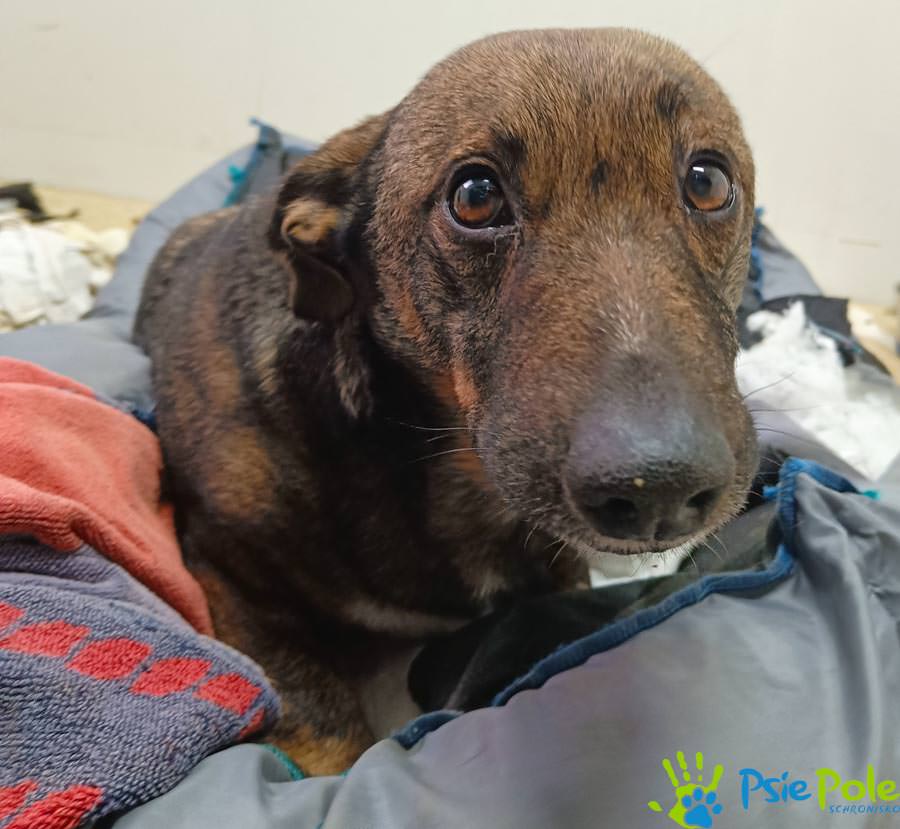 BOBIK od Czarka - Schronisko Psie Pole