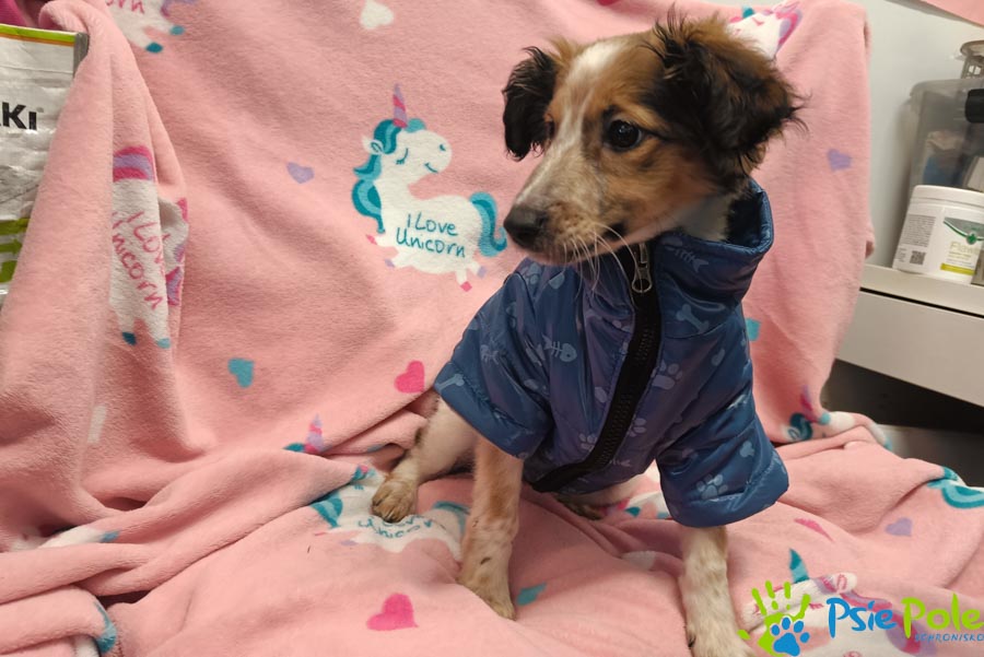 LOTTA - Schronisko Psie Pole